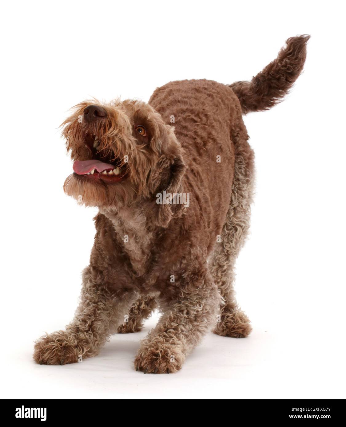 Labradoodle in play-bow Stock Photo - Alamy