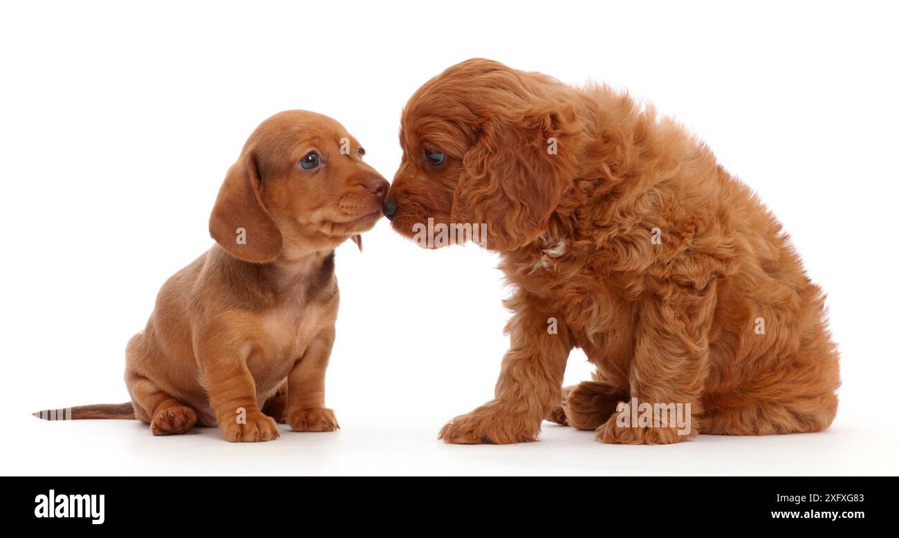 Red Dachshund puppy and Cavapoo puppy Stock Photo - Alamy