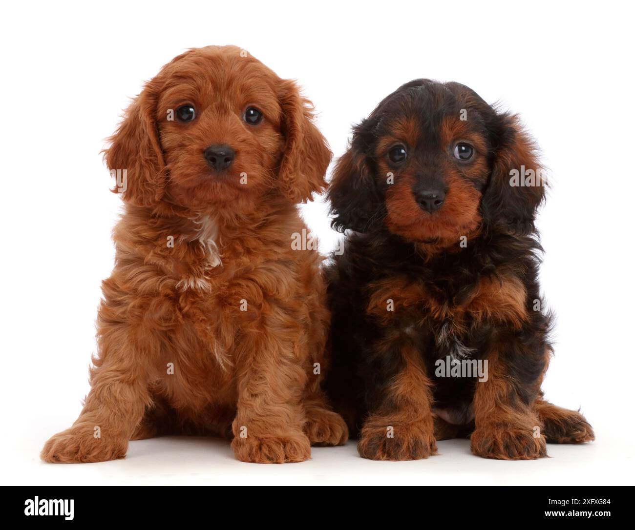 Cavapoo puppies, age 7 weeks Stock Photo - Alamy