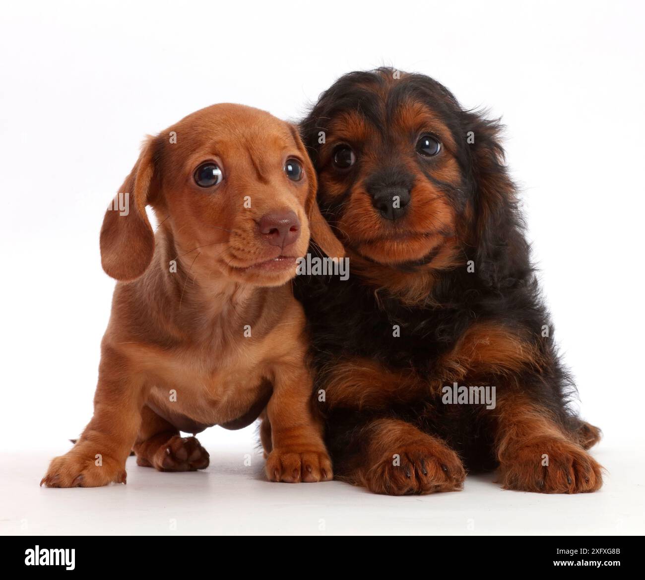 Red Dachshund puppy and Cavapoo puppy Stock Photo - Alamy