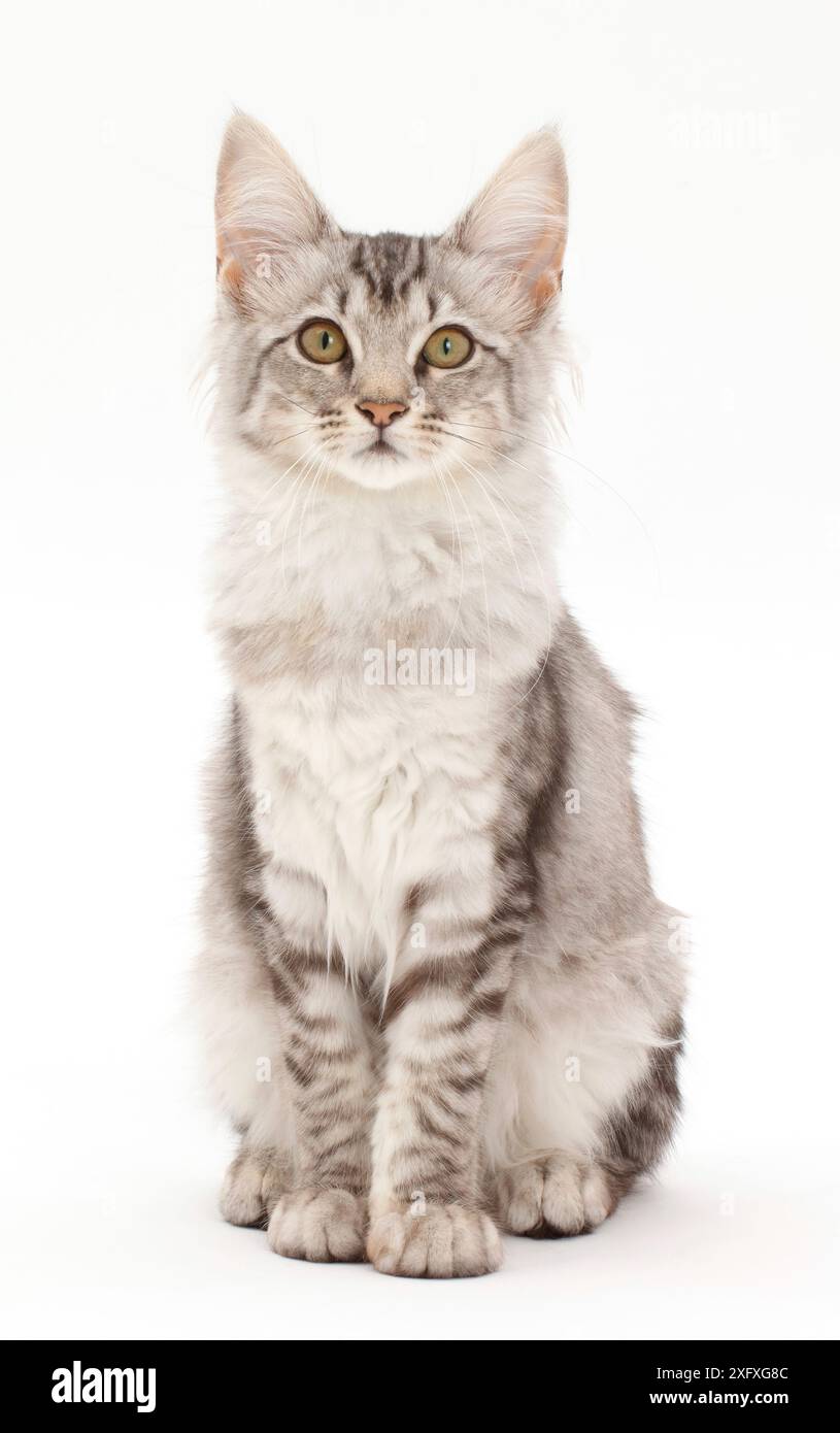 Silver tabby cat, sitting Stock Photo - Alamy