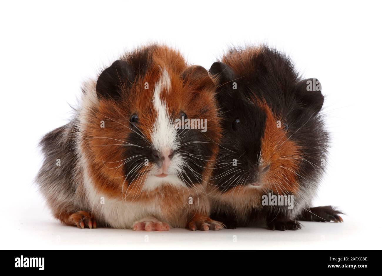 Tricolour Guinea pigs Stock Photo - Alamy