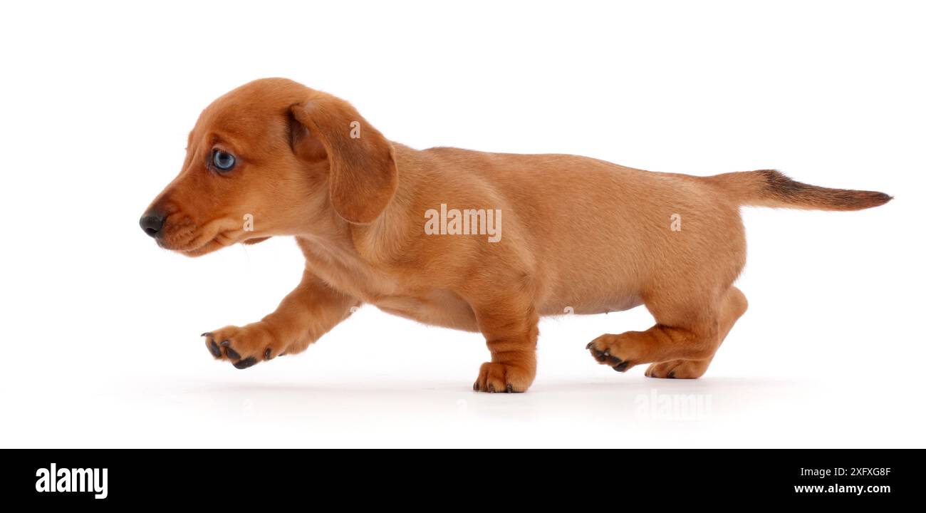 Dachshund color Cut Out Stock Images & Pictures - Alamy
