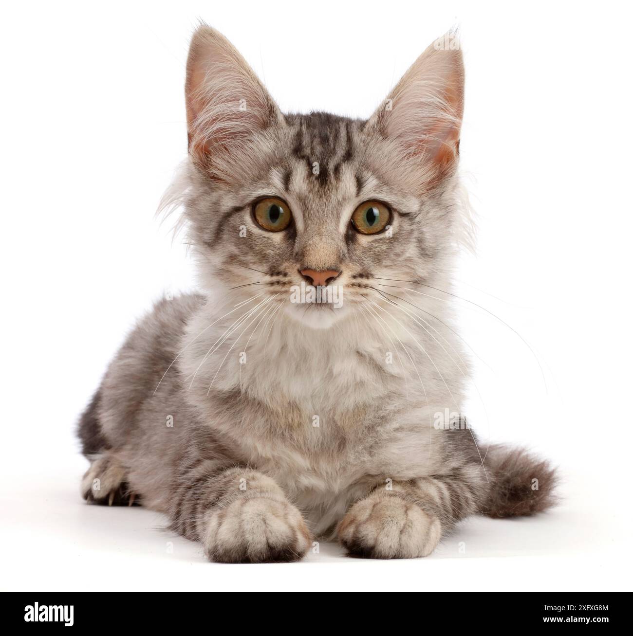 Fluffy tabby white cat Cut Out Stock Images & Pictures - Alamy