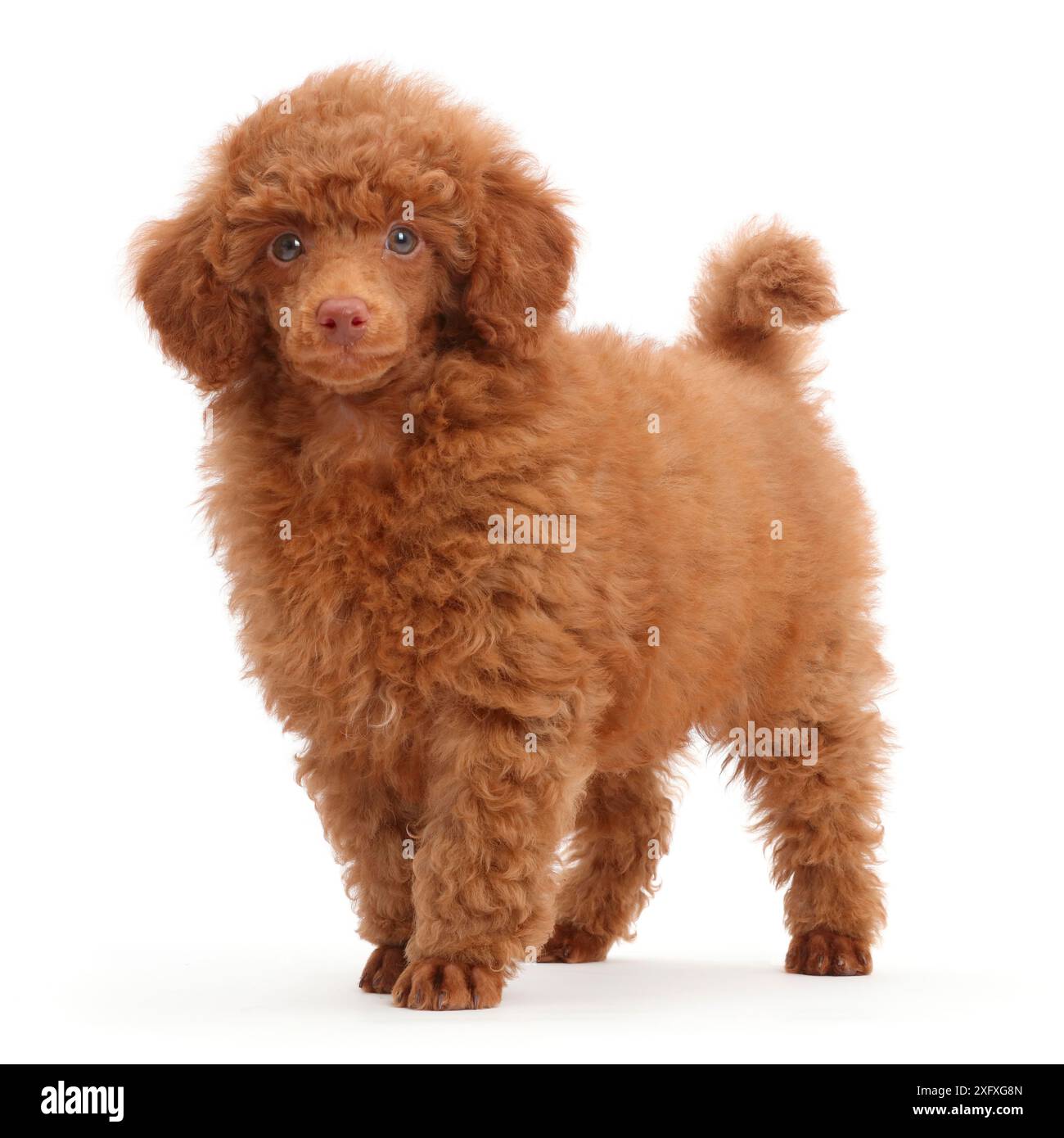 Red Poodle puppy, standing Stock Photo - Alamy