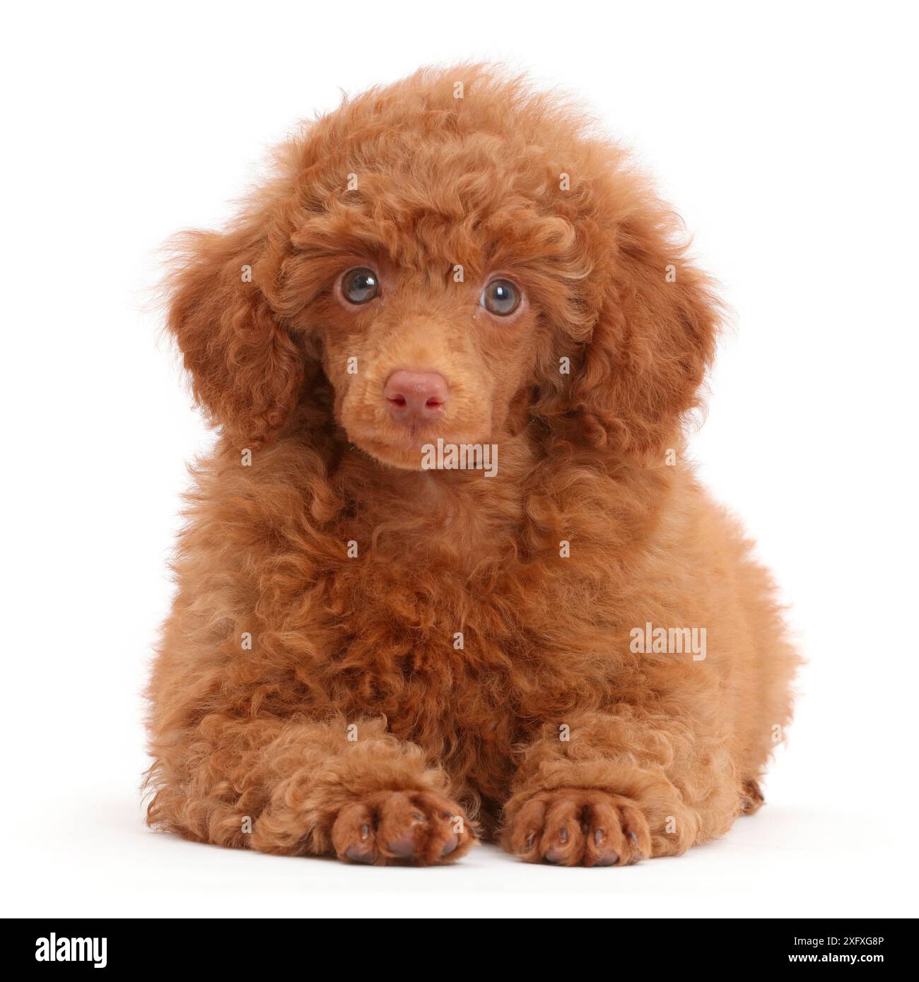 Red Poodle puppy Stock Photo - Alamy