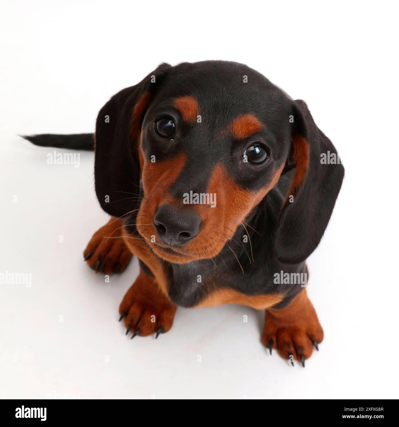 Tan dachshund hi-res stock photography and images - Alamy