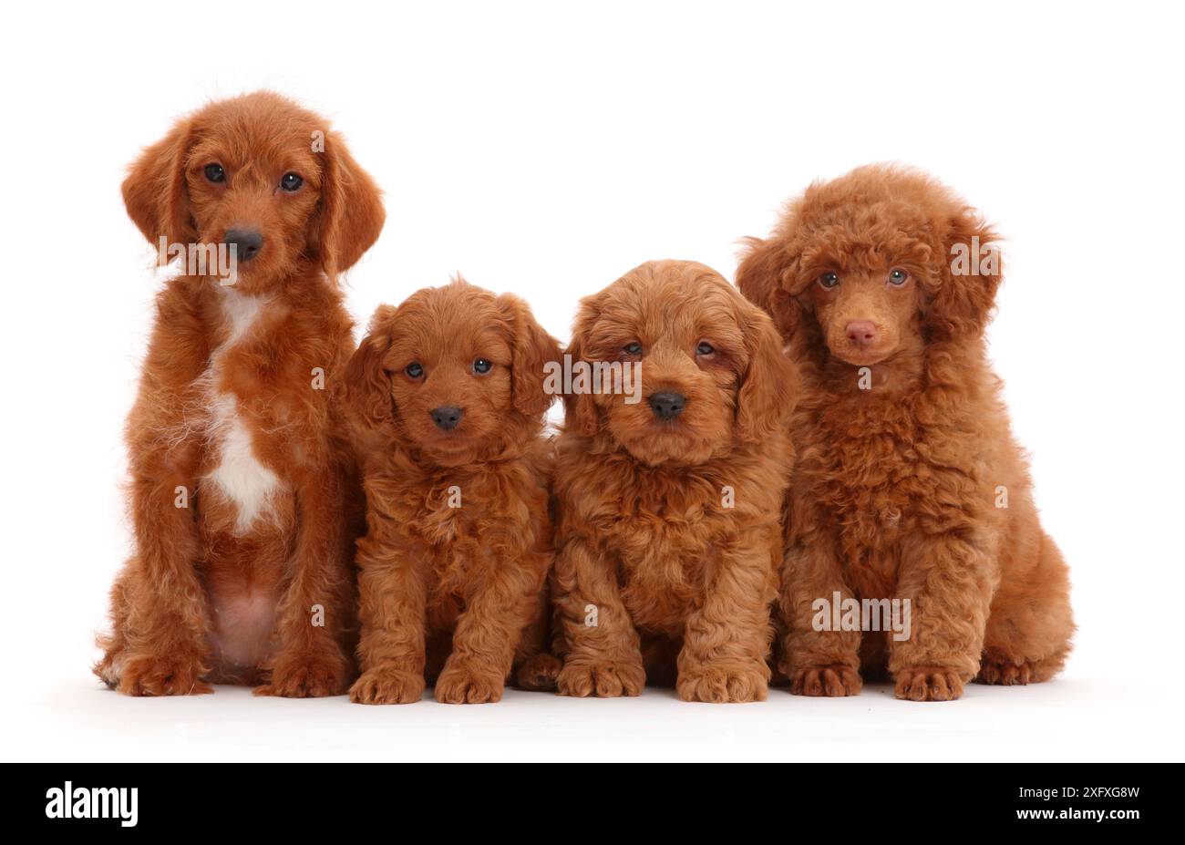 Red Poodle, Goldendoodle, and two Cavapoo puppies sitting in a row ...
