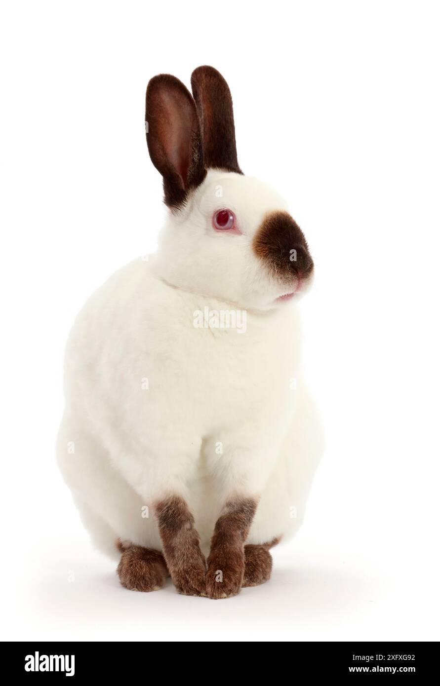 Sable-point rabbit, portrait Stock Photo - Alamy