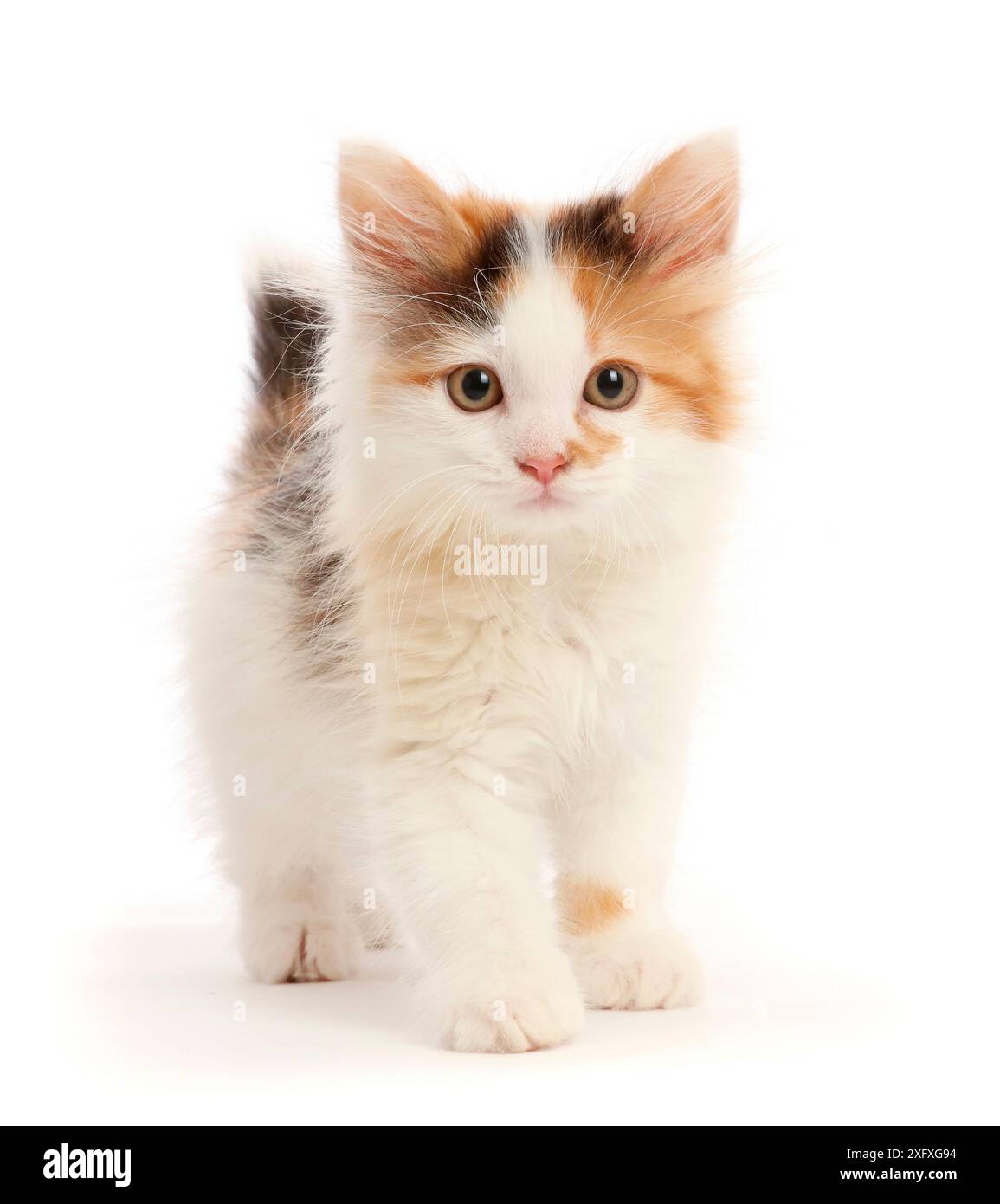 Cute calico Cut Out Stock Images & Pictures - Alamy