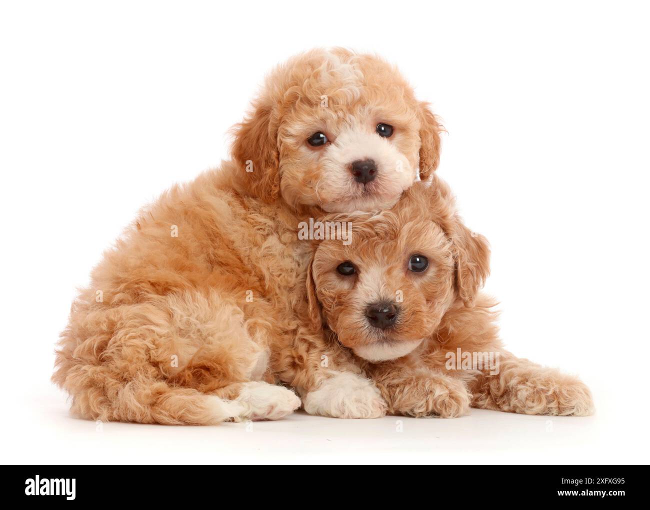 Cavapoochon puppies,age 6 weeks Stock Photo - Alamy