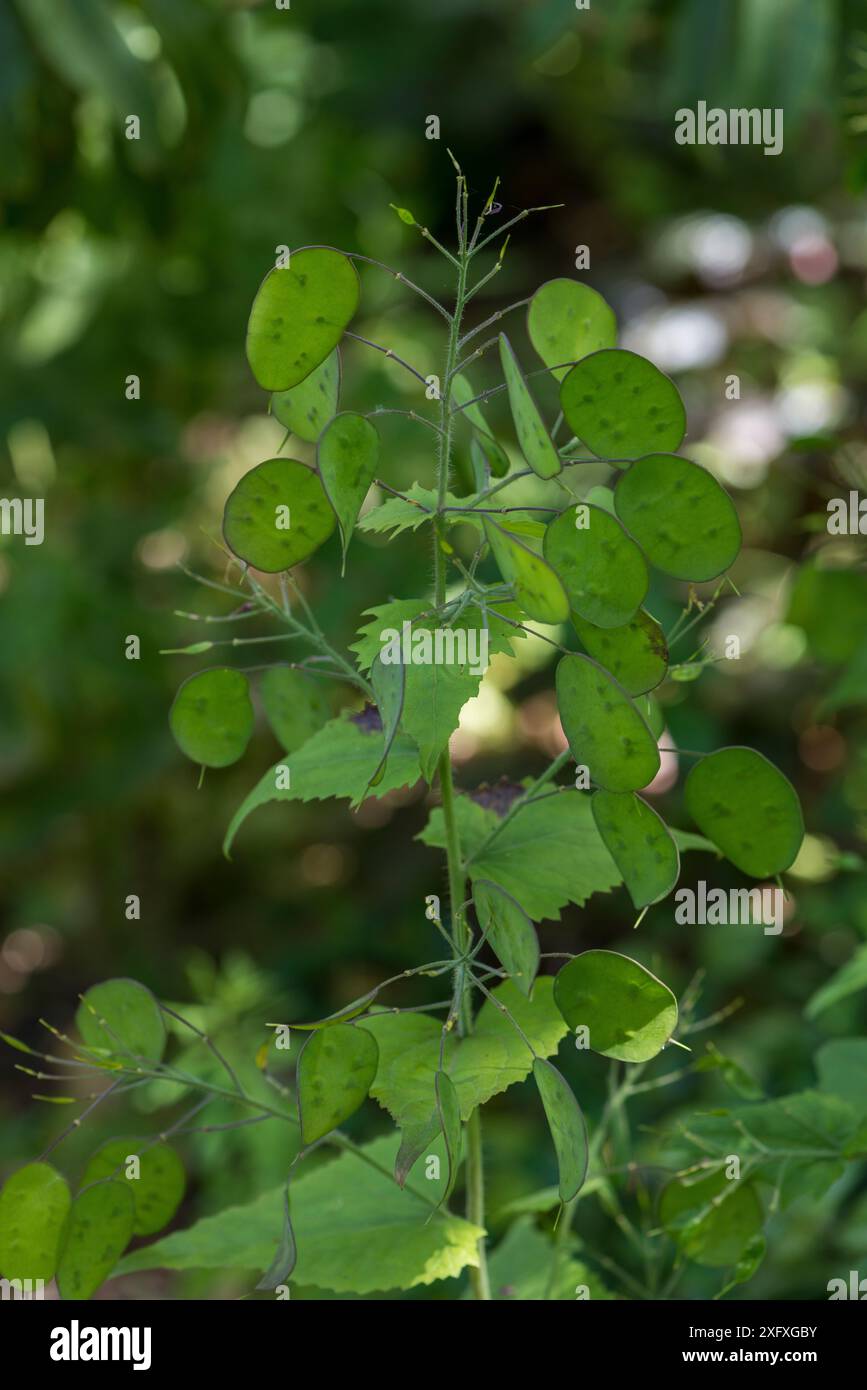 A close-up vertical of a plant with unique oval-shaped green seed pods ...