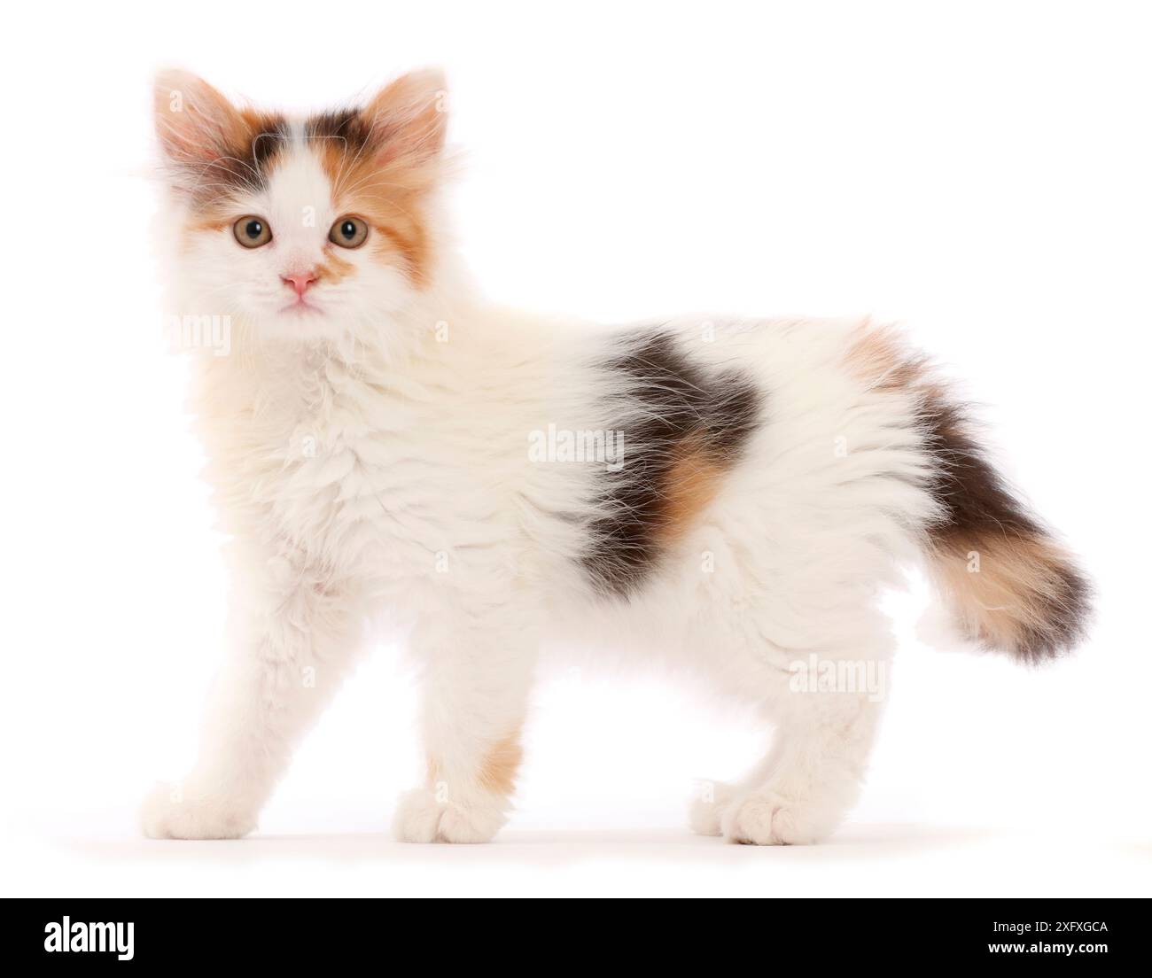 Calico color hi-res stock photography and images - Alamy