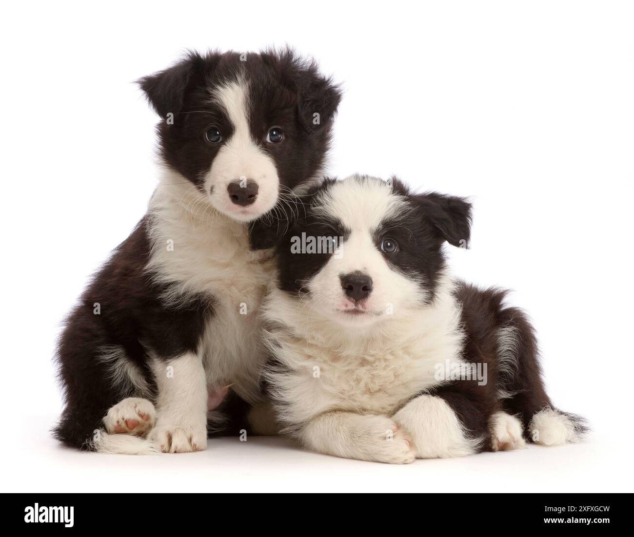 Two cute black-and-white Border Collie puppies, age 7 weeks Stock Photo ...