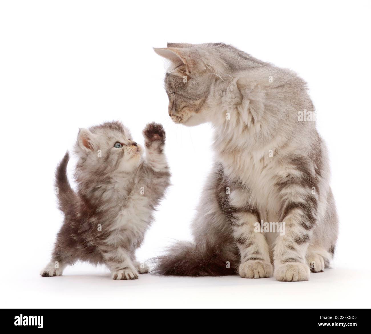 Silver tabby kitten, Freya, 4 months, with unrelated silver tabby ...