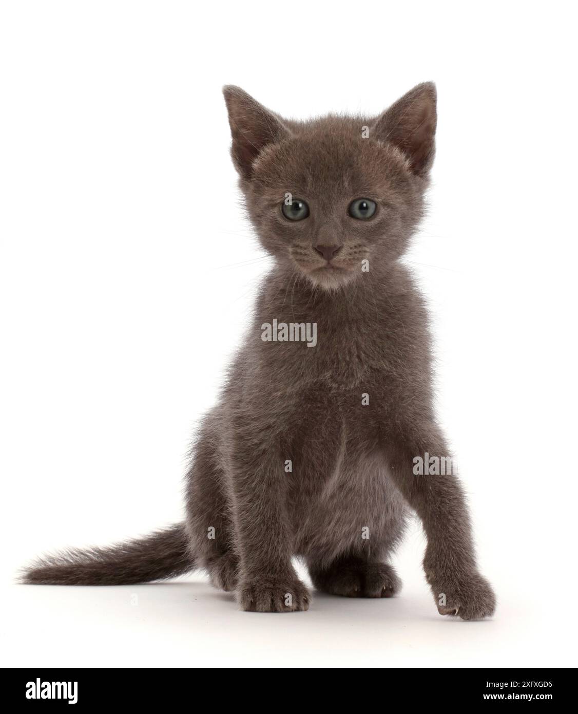 Blue grey colours Cut Out Stock Images & Pictures - Alamy