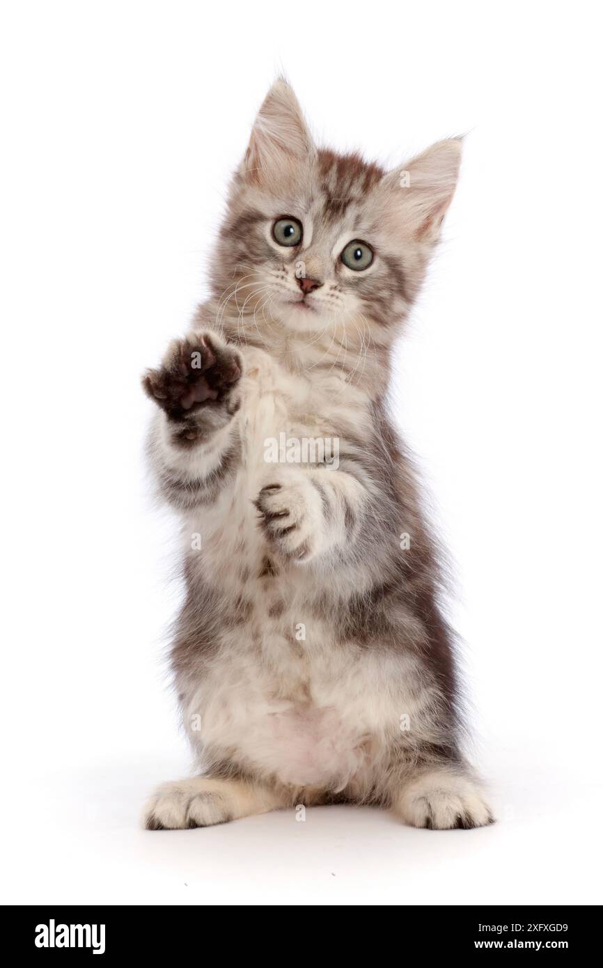 Cat raised paws hi-res stock photography and images - Alamy