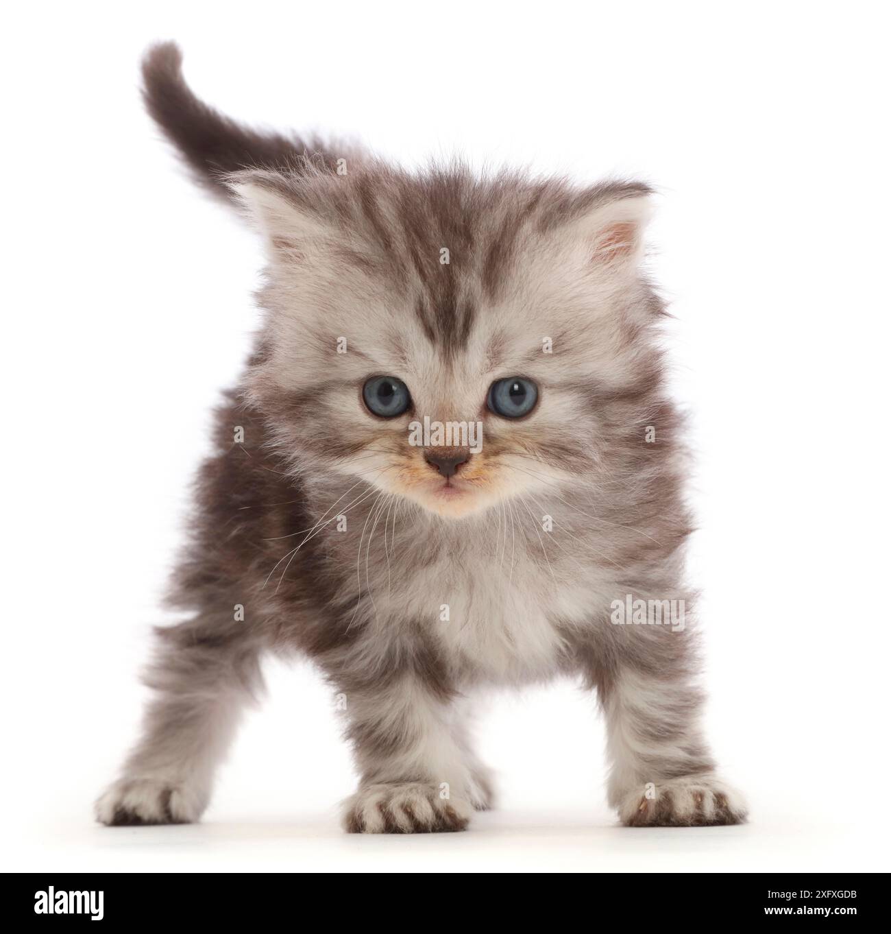 Silver tabby Persian-cross kitten Stock Photo - Alamy