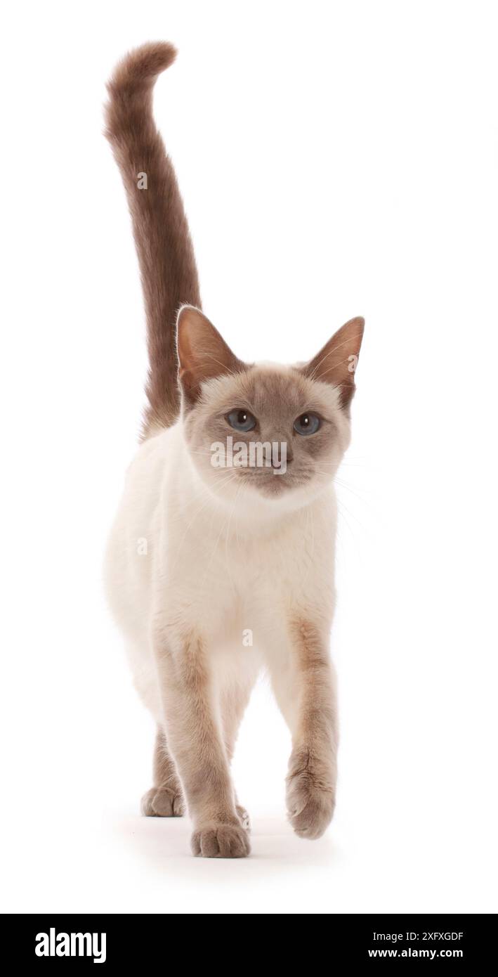 Blue-point Birman-cross cat, walking Stock Photo - Alamy