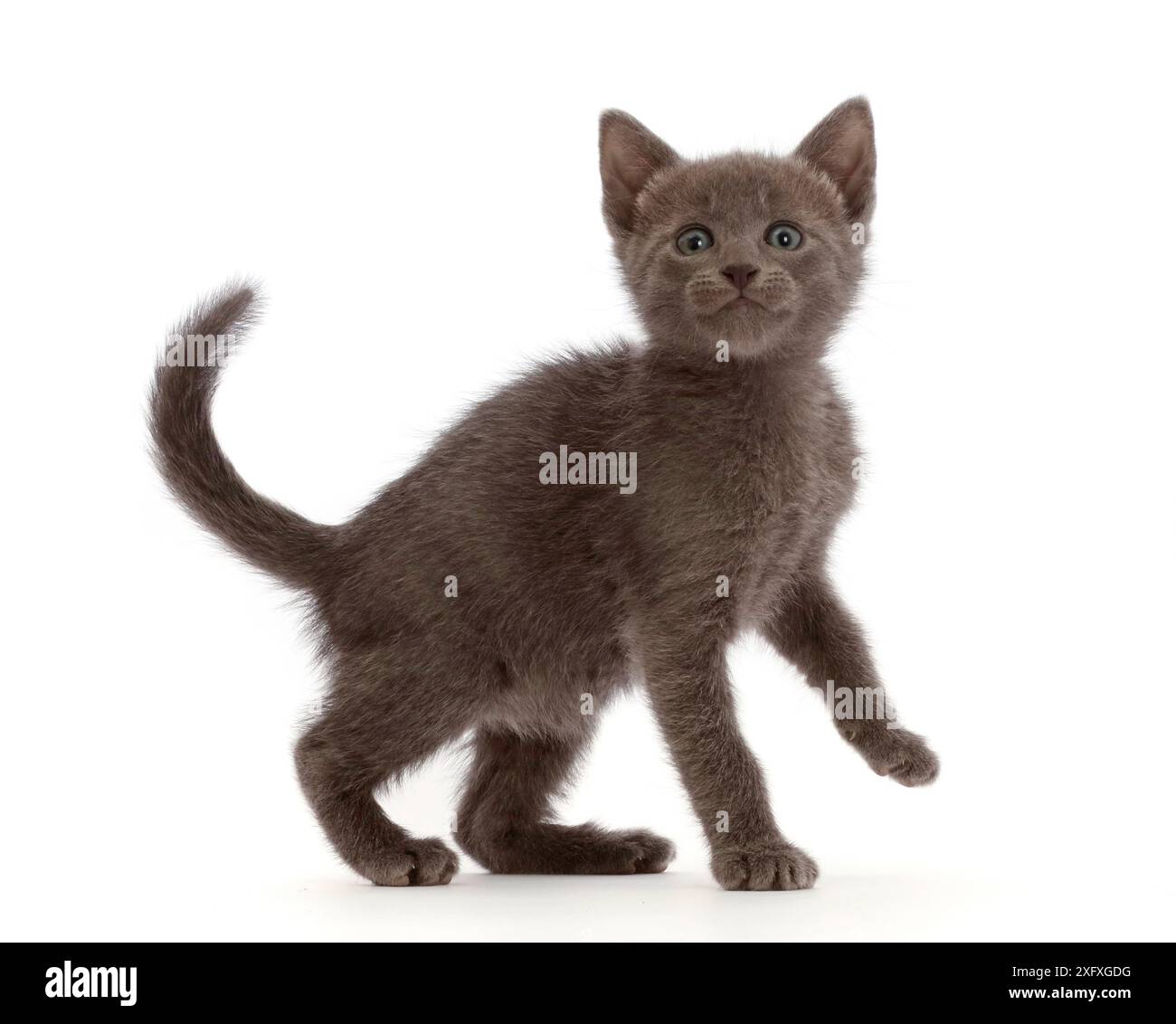 Grey white kitten walking hi-res stock photography and images - Alamy