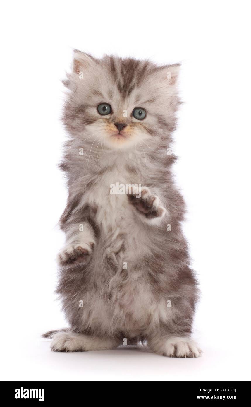 Cat raised paws hi-res stock photography and images - Alamy