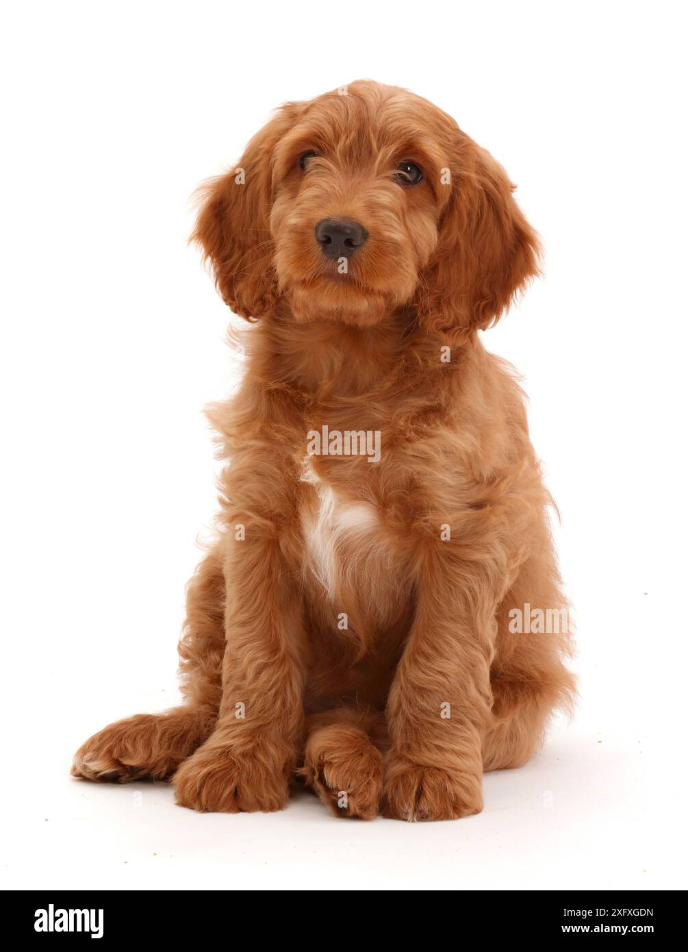 Australian Labradoodle puppy, sitting Stock Photo - Alamy