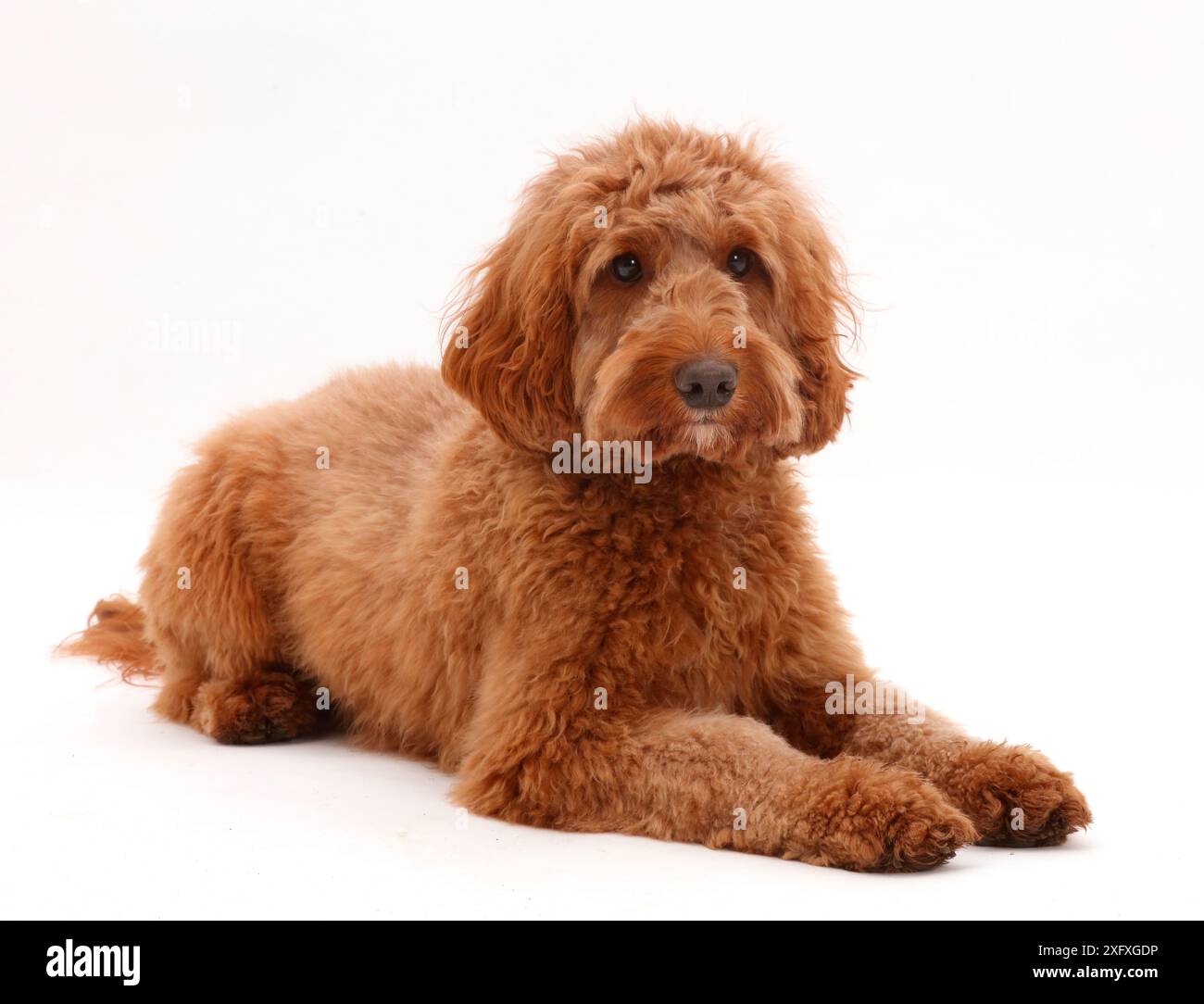 Australian Labradoodle resting Stock Photo - Alamy