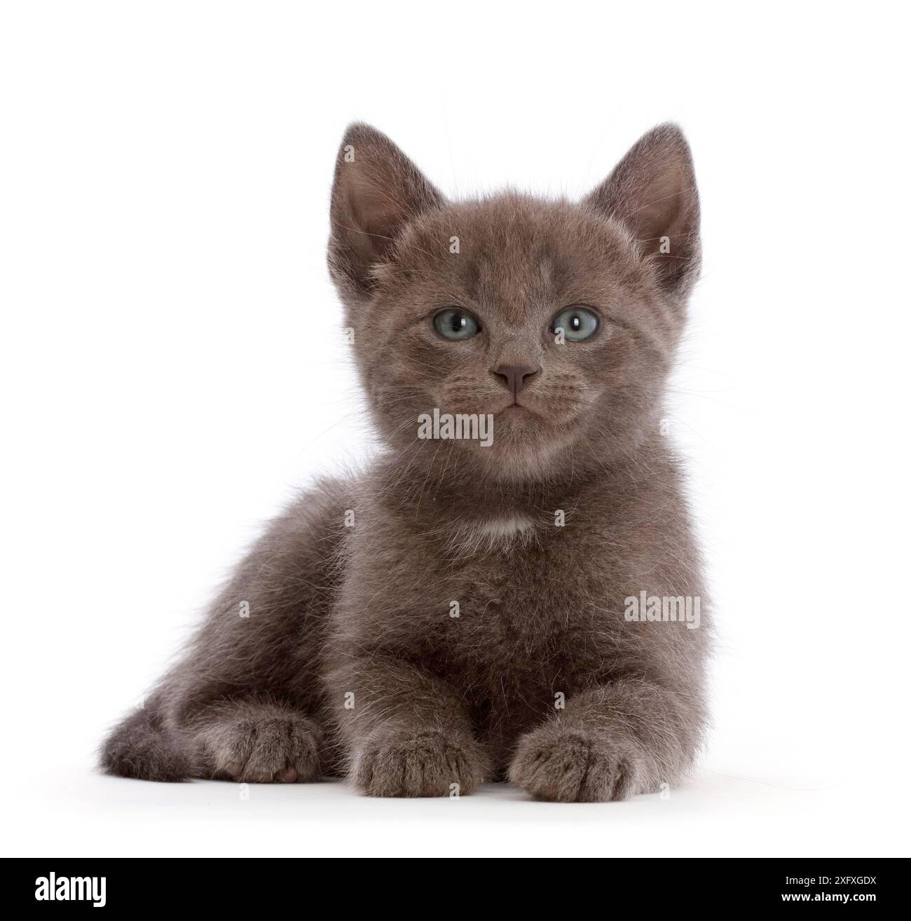Portrait adorable grey kitten Cut Out Stock Images & Pictures - Alamy