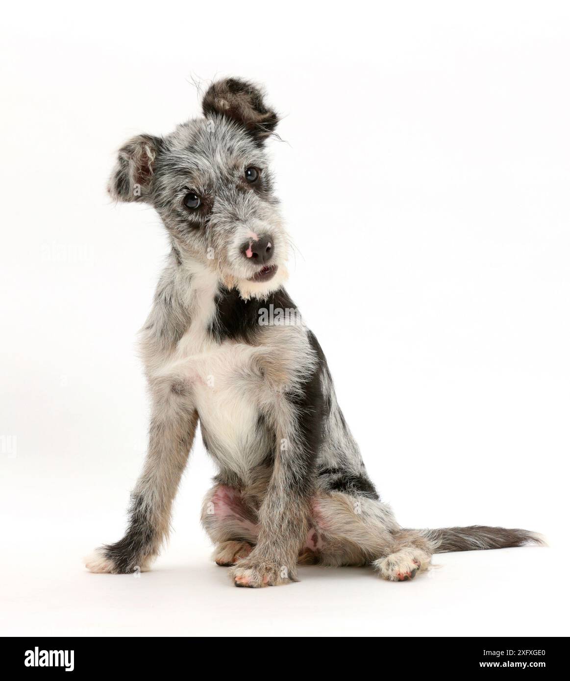 Grey mutt Cut Out Stock Images & Pictures - Alamy