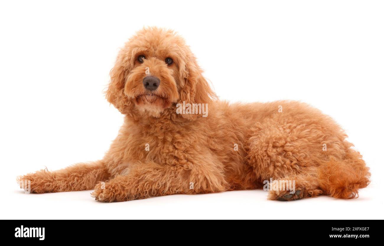 Australian Labradoodle resting Stock Photo - Alamy
