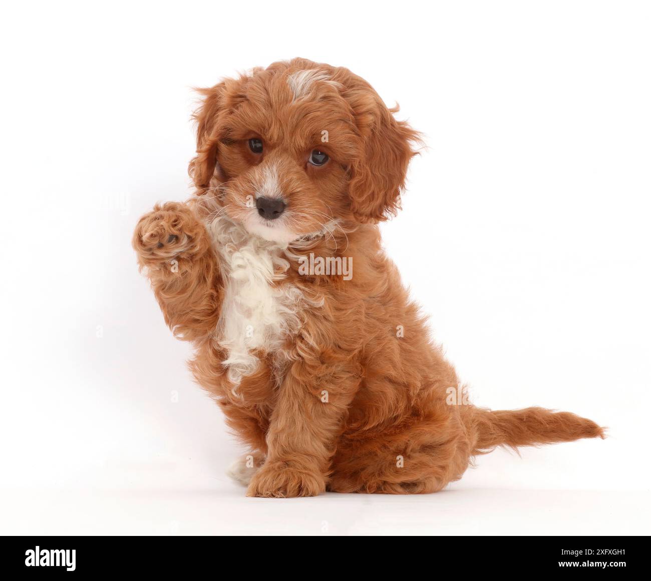 Cute cavapoo puppy hi-res stock photography and images - Alamy