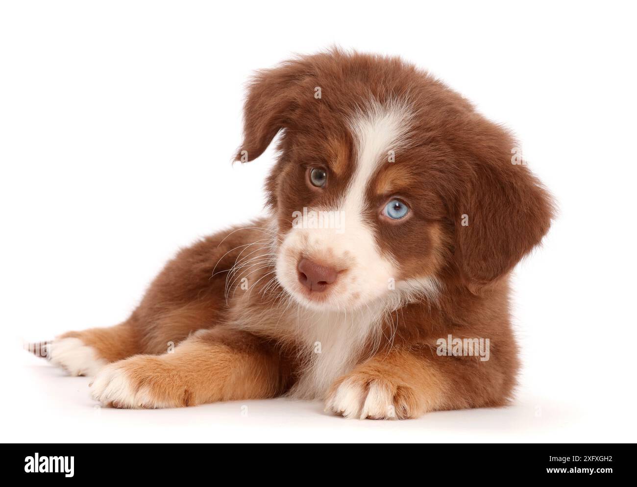 Young miniature american shepherd Cut Out Stock Images & Pictures - Alamy
