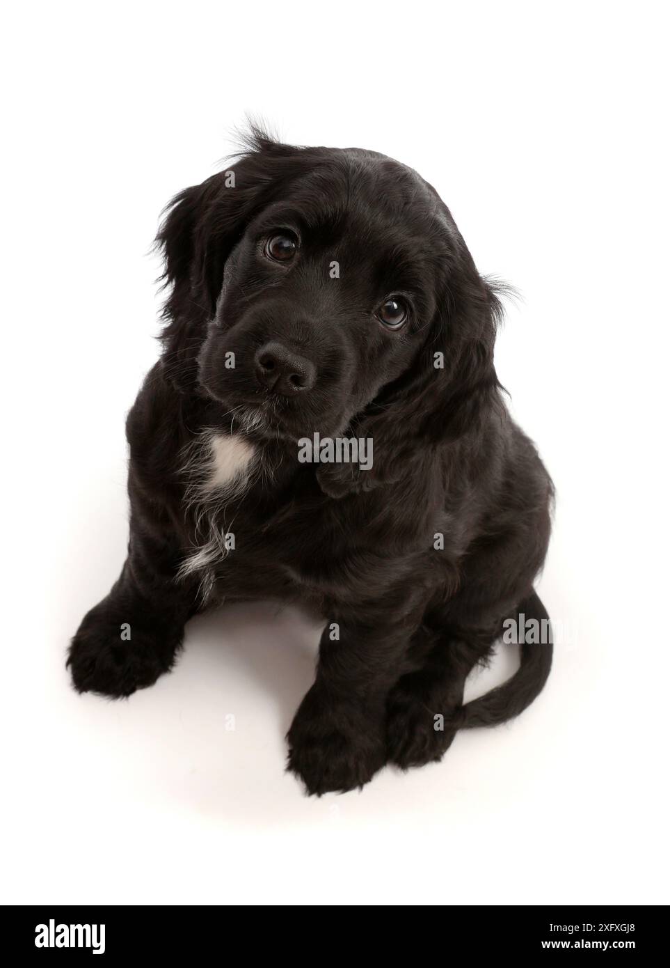 Black Cocker Spaniel puppy, sitting looking up Stock Photo - Alamy