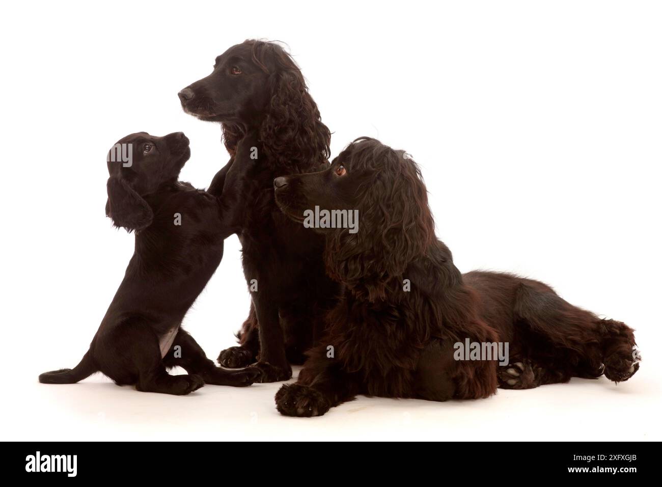 Adult black Cocker spaniel pair with playful puppy Stock Photo - Alamy