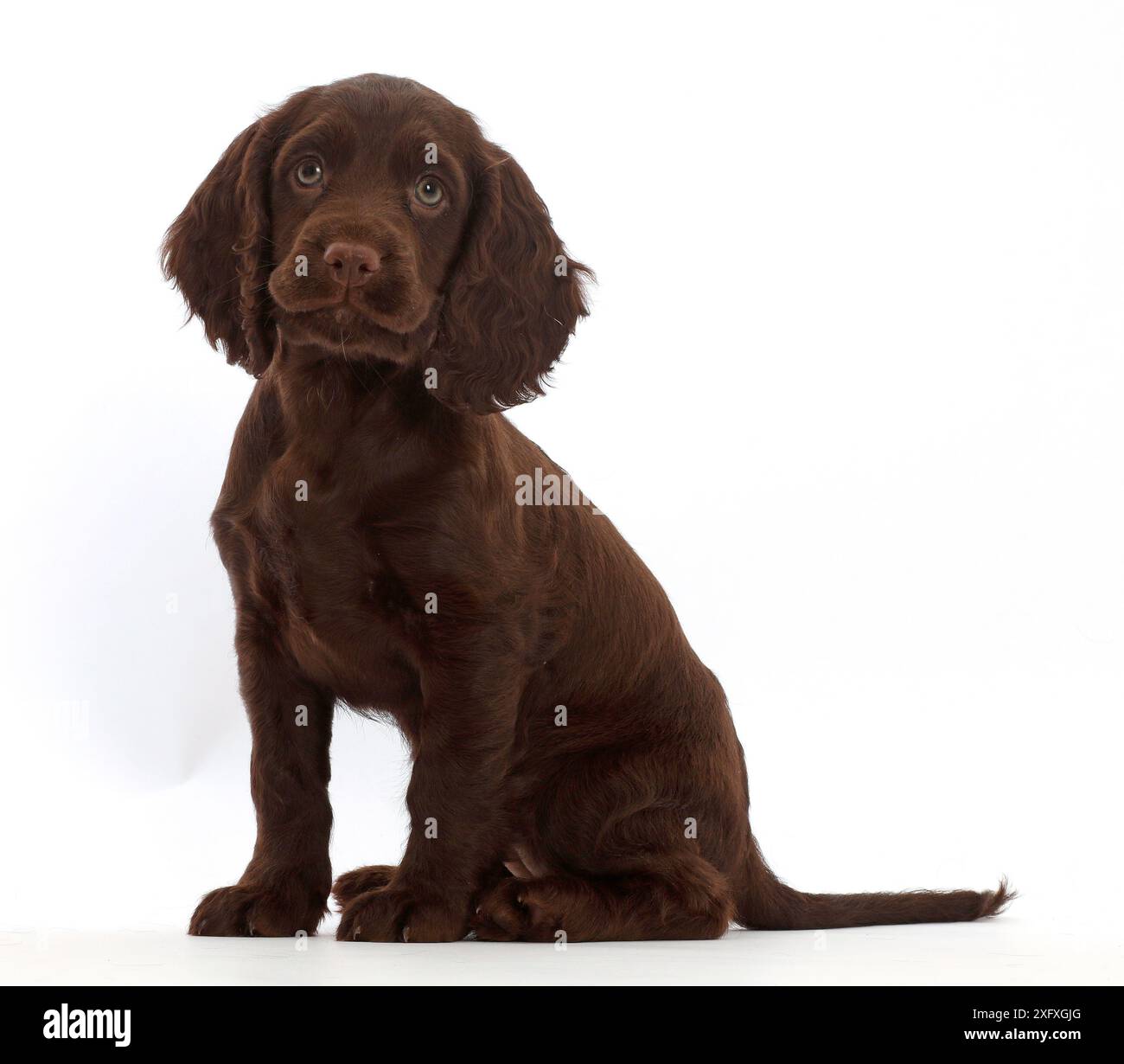 Chocolate Cocker Spaniel puppy sitting Stock Photo - Alamy