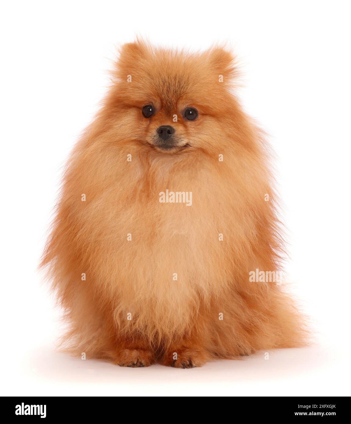 Pomeranian colors Cut Out Stock Images & Pictures - Alamy