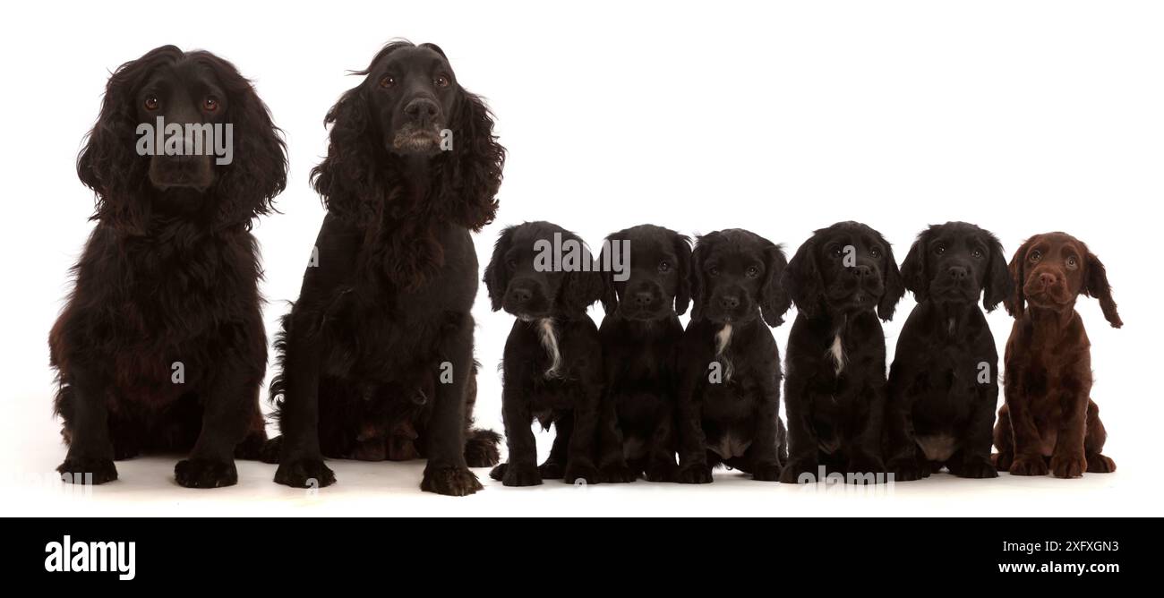 Adult black Cocker Spaniel pair with six puppies sitting in a line ...