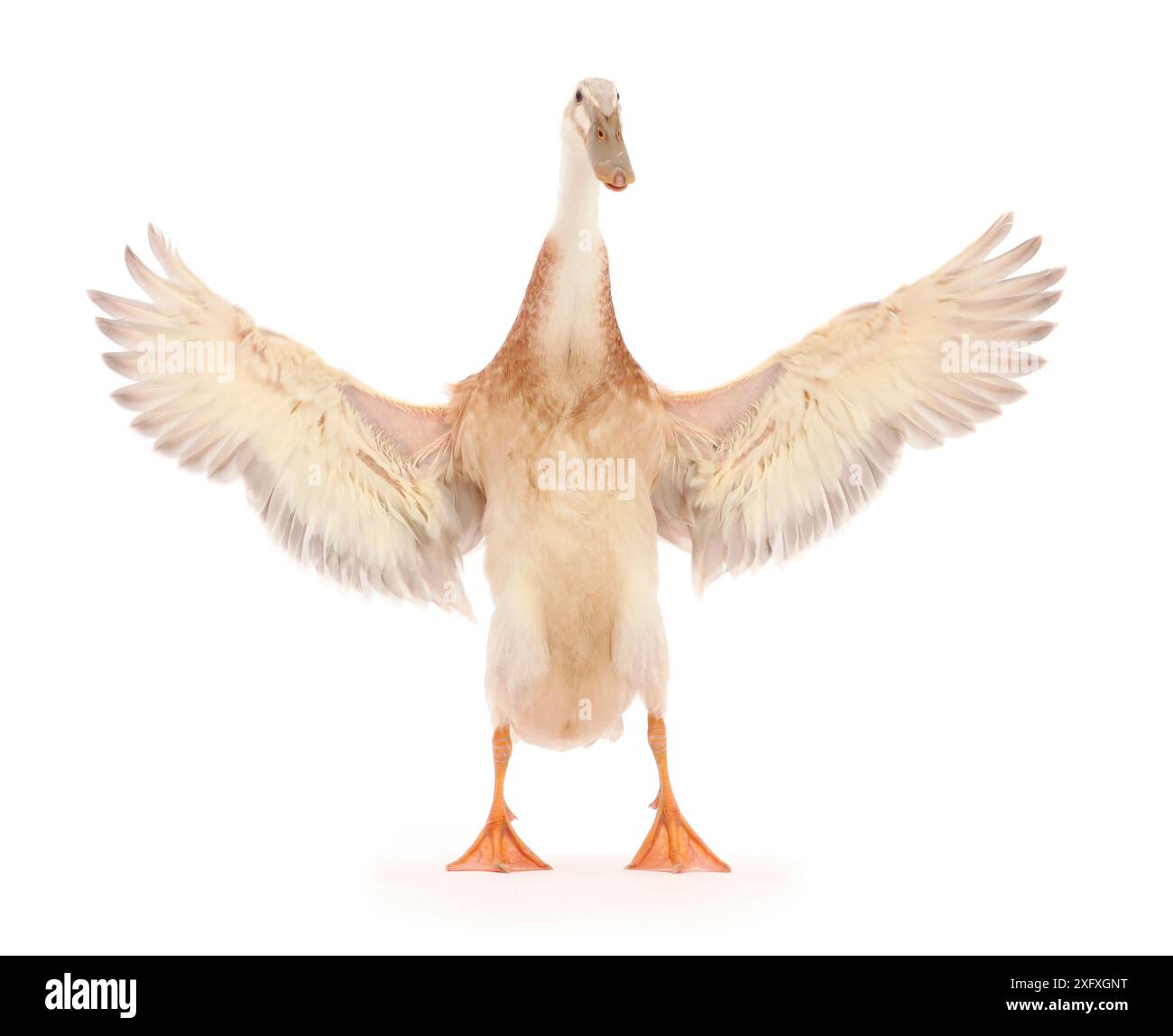 Duck with wings out hi-res stock photography and images - Alamy
