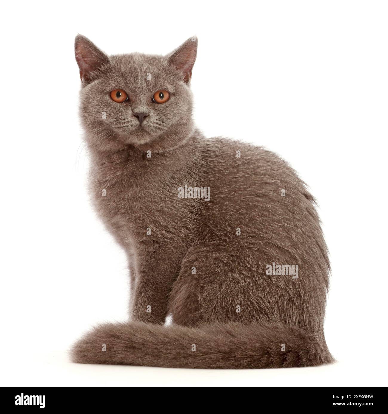 British blue portrait Cut Out Stock Images & Pictures - Alamy