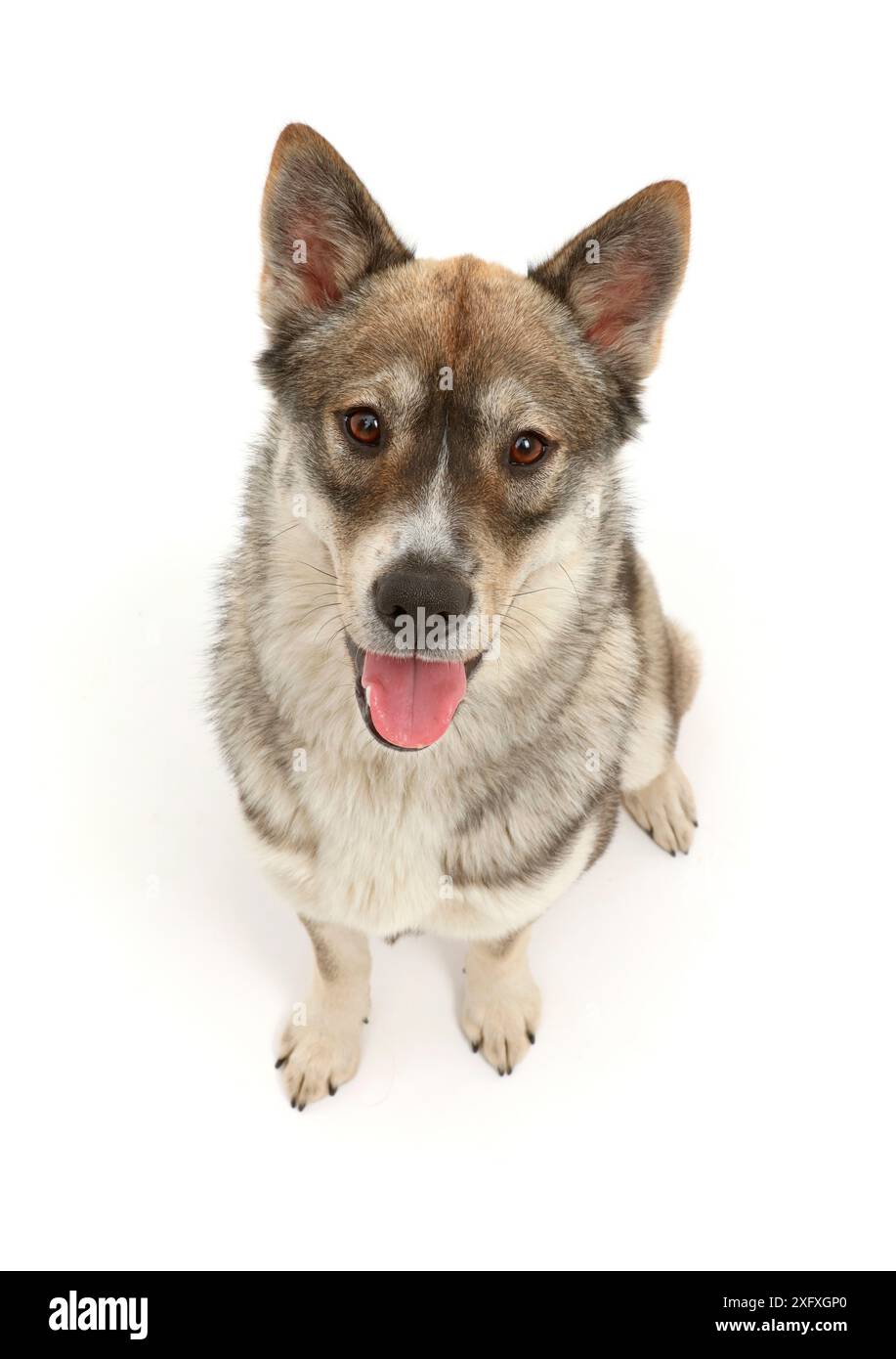 Dog looking up at camera Cut Out Stock Images & Pictures - Alamy