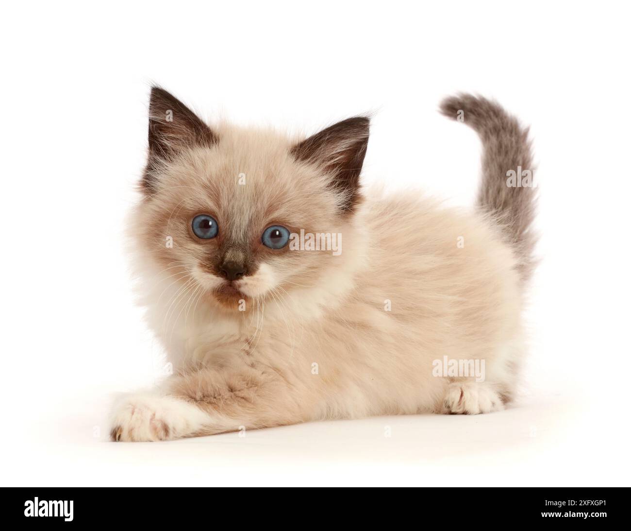 Ragdoll-cross kitten,age 6 weeks Stock Photo - Alamy