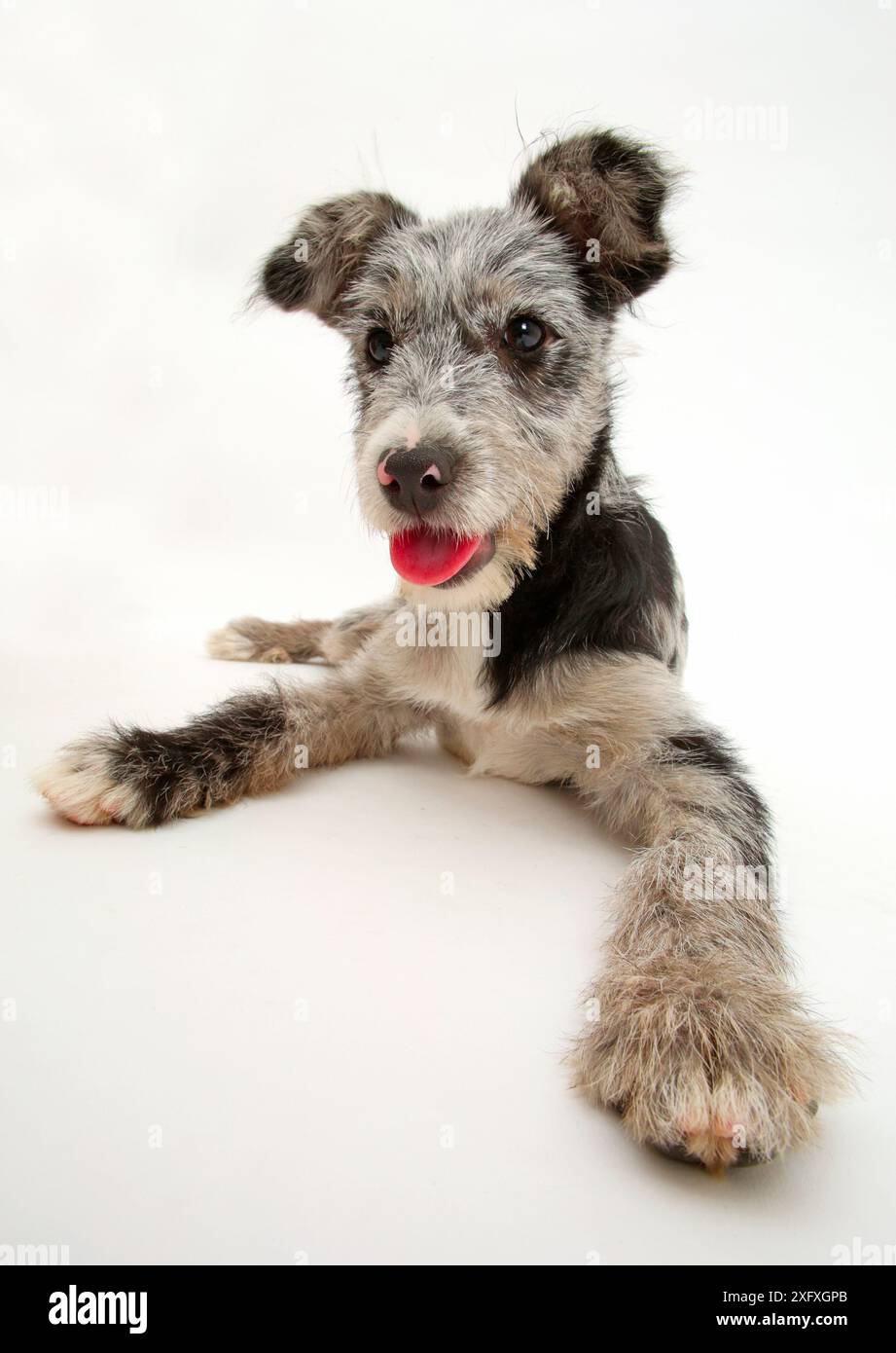 Blue merle mutt, sitting with mouth open Stock Photo - Alamy