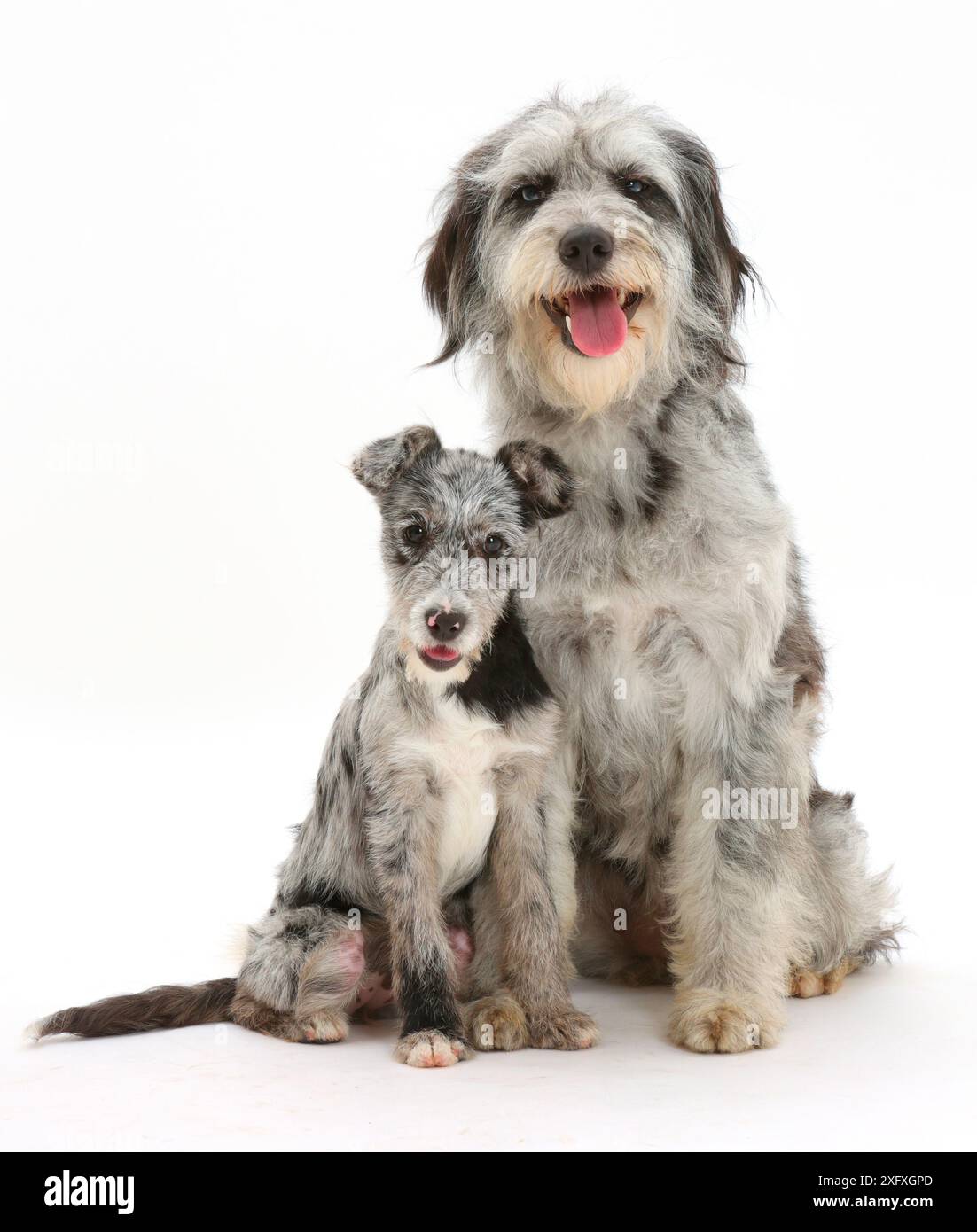 Grey mutt Cut Out Stock Images & Pictures - Alamy