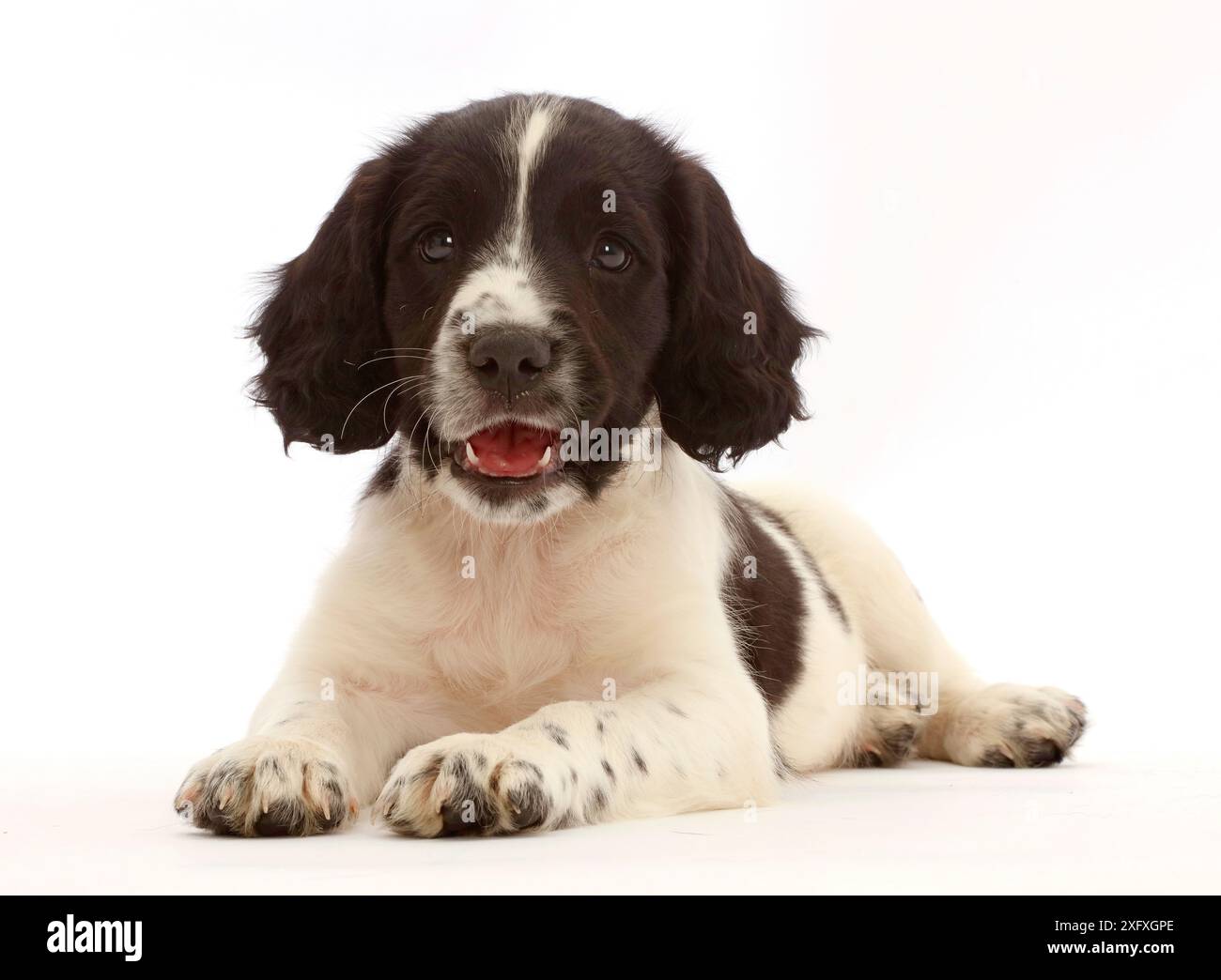 English springer spaniel puppy hi-res stock photography and images - Alamy