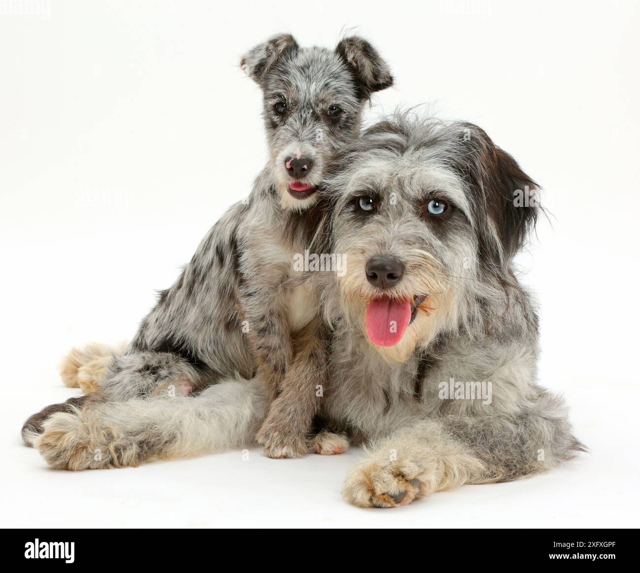 Pup portraits hi-res stock photography and images - Alamy