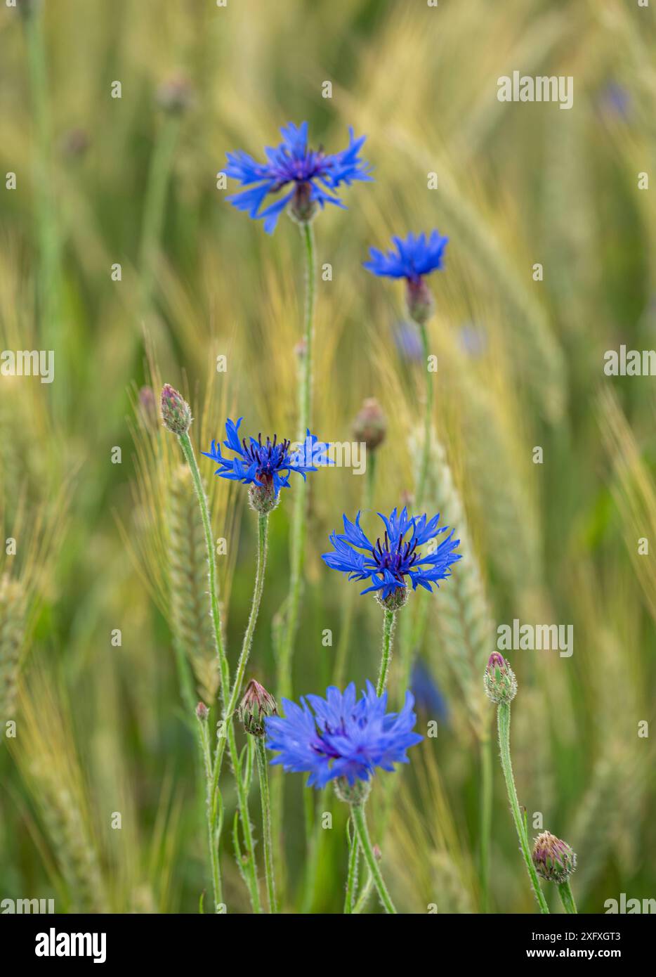 Blaue Kornblumen Centaurea cyanus in einem Weizenfeld, Bayern ...