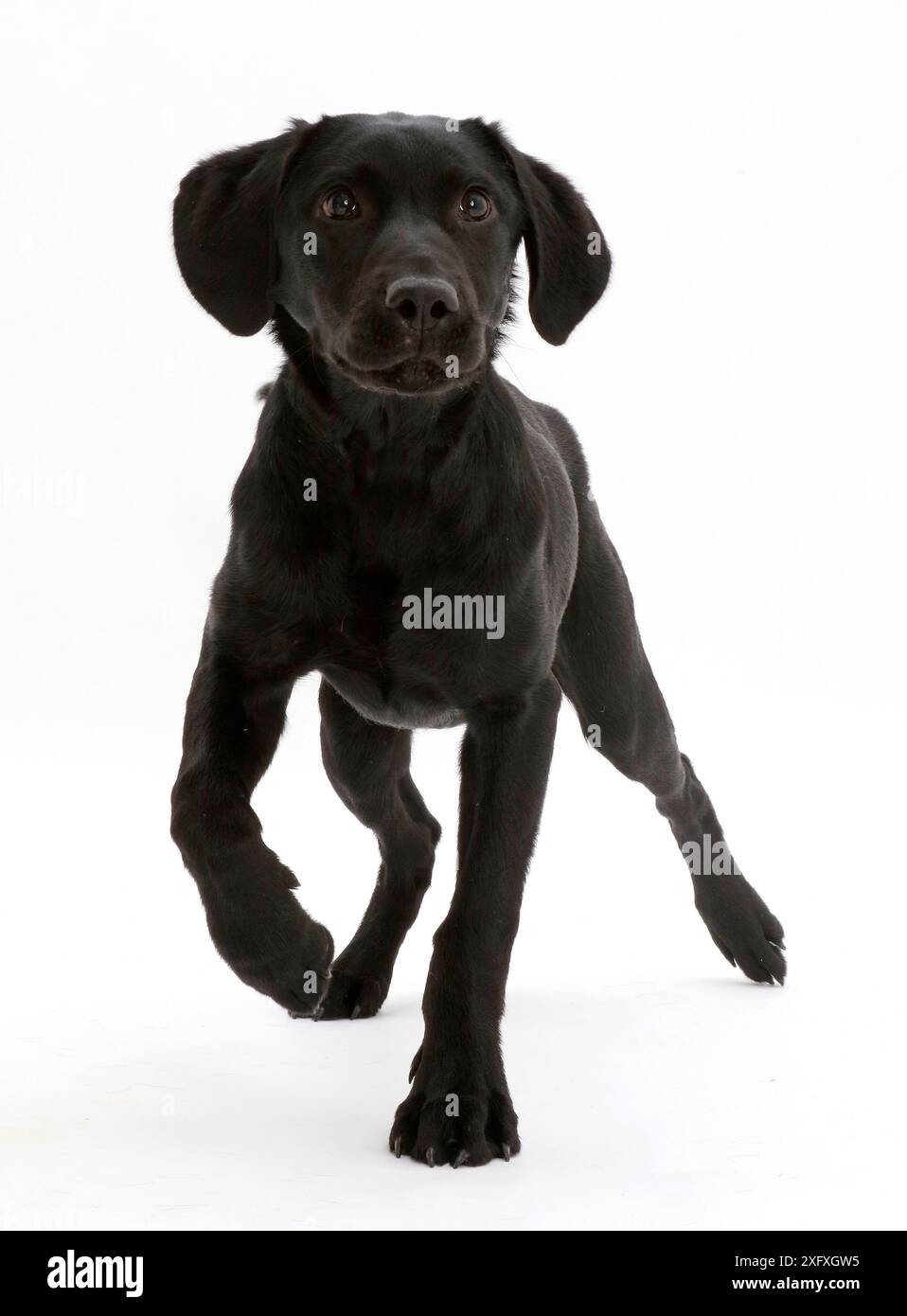 Portrait black dog white Cut Out Stock Images & Pictures - Alamy