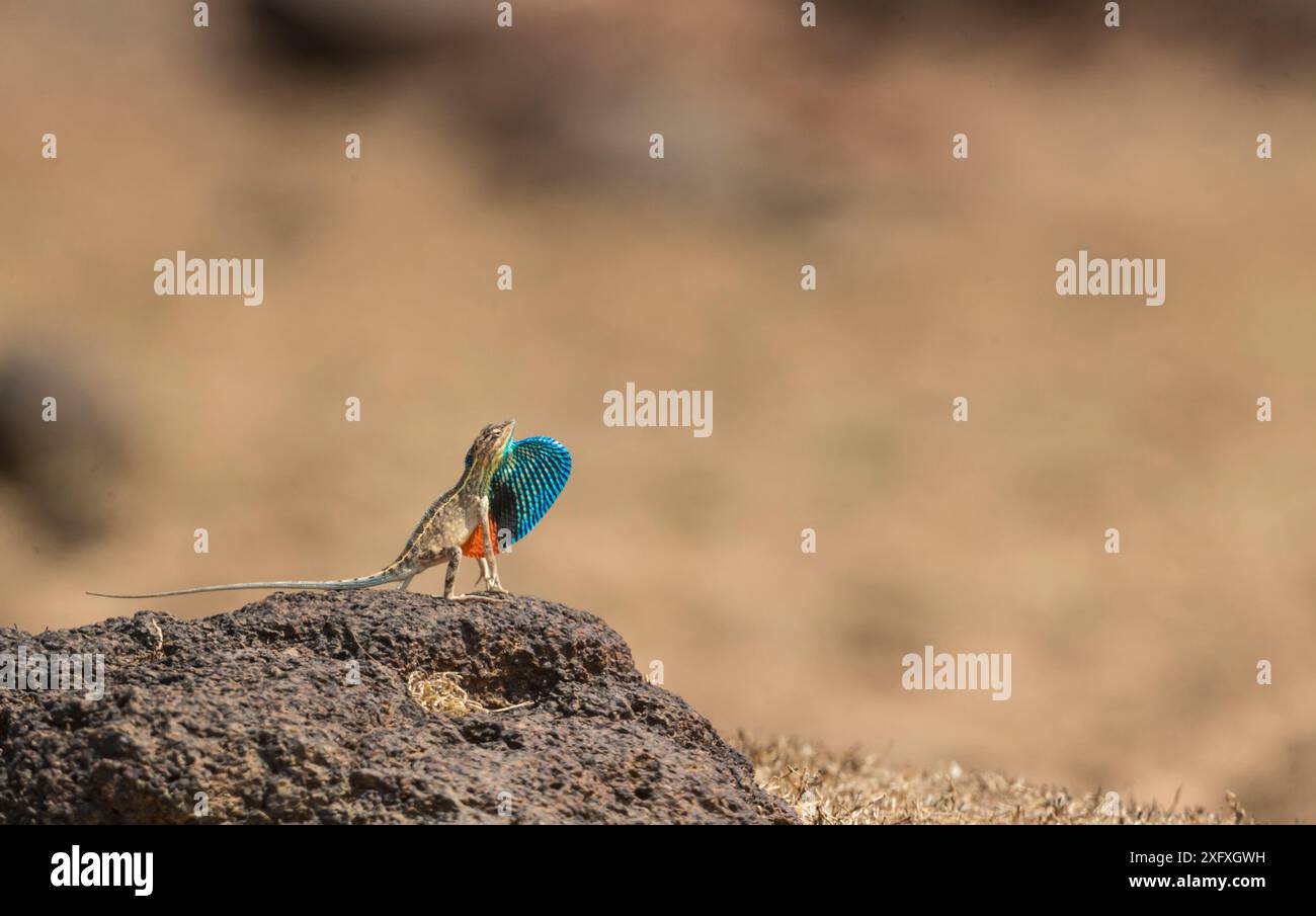 Superb fan-throated lizard (Sarada superba) male displaying dewlap ...