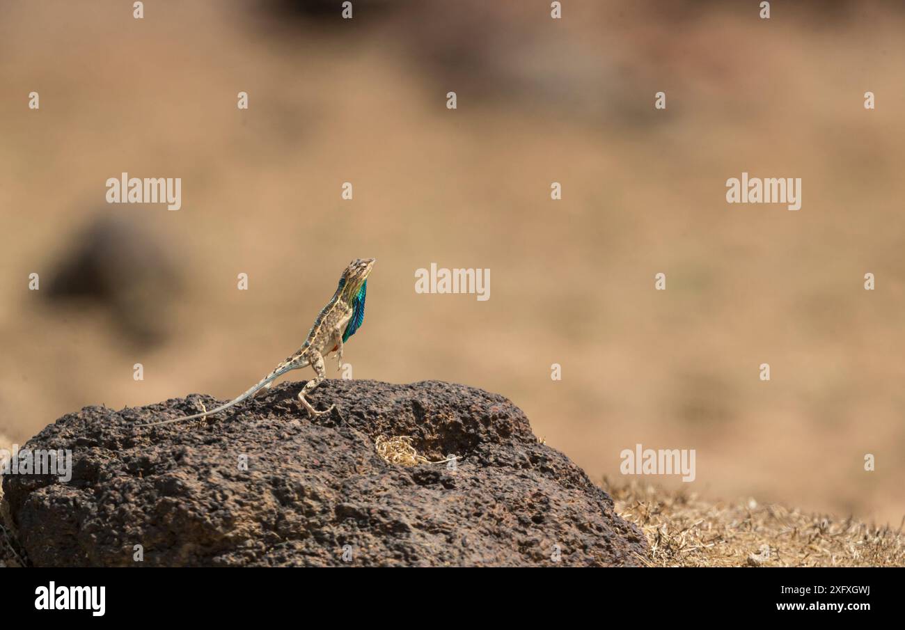 Superb Fan-throated Lizard (Sarada superba), male walking on its hind ...