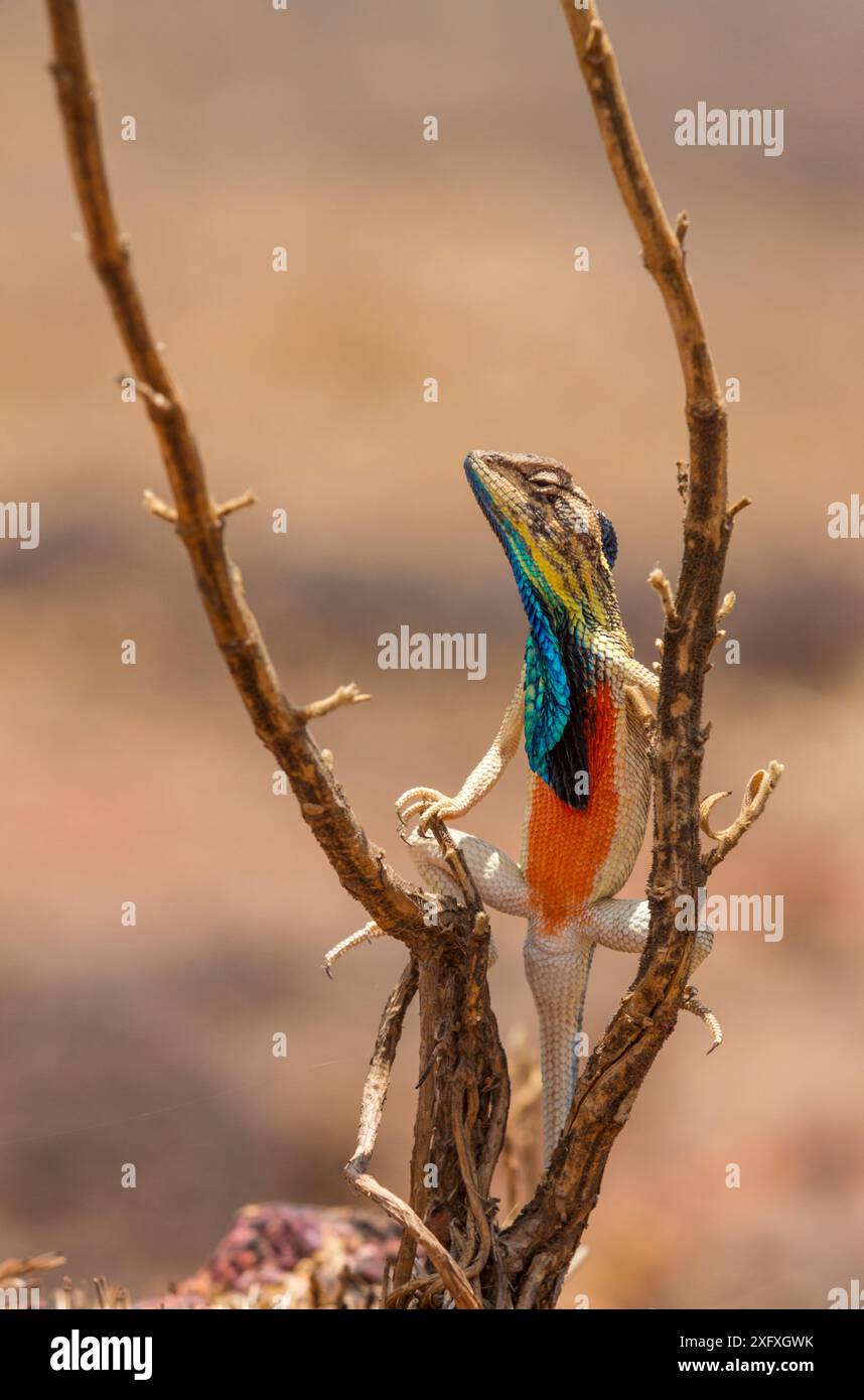 Superb fan-throated lizard (Sarada superba) male climbing over twig ...